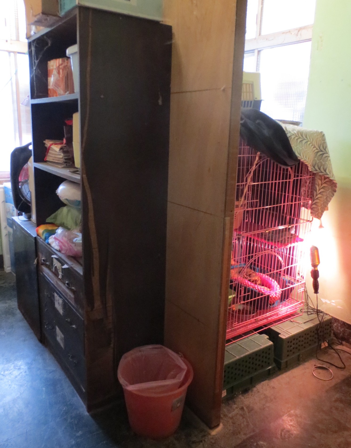 Isolation room for cats at the rescue center | ICRT Blog