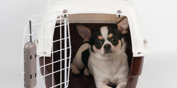 Caged dog | ICRT Blog